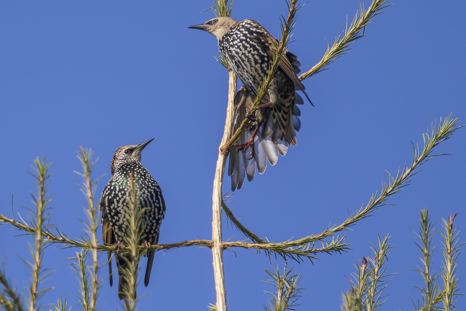 Stare im Schlichtkleid Foto & Bild | deutschland, europe, abstraktes ...