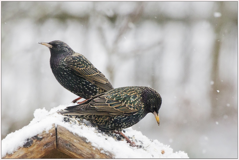 Stare im Schneegestöber Foto & Bild | winter, schnee, natur Bilder auf ...