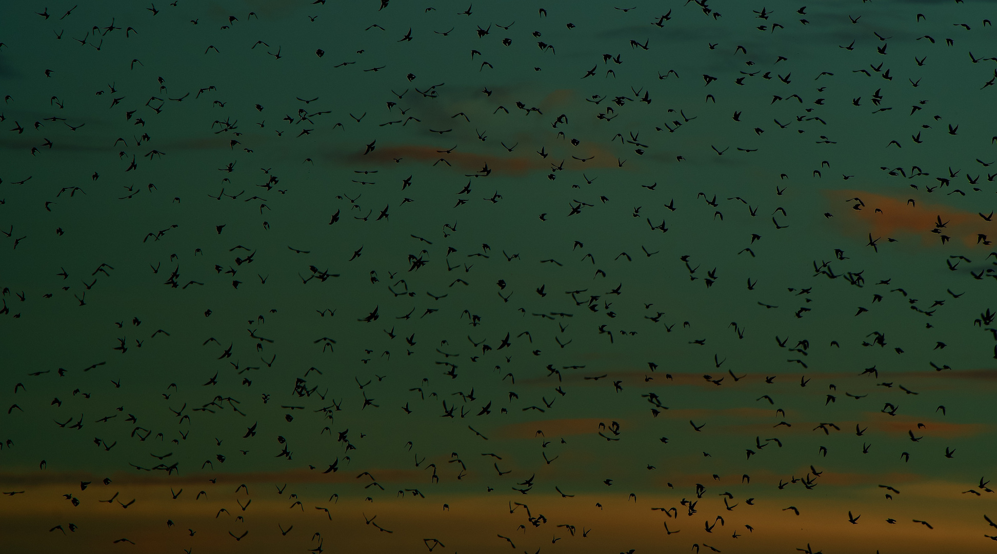 Stare im Schwarm Foto & Bild | fotos, winter, himmel Bilder auf ...