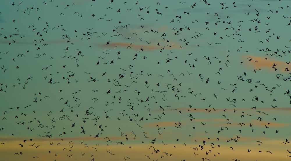 Stare im Schwarm Foto & Bild | fotos, winter, himmel Bilder auf ...