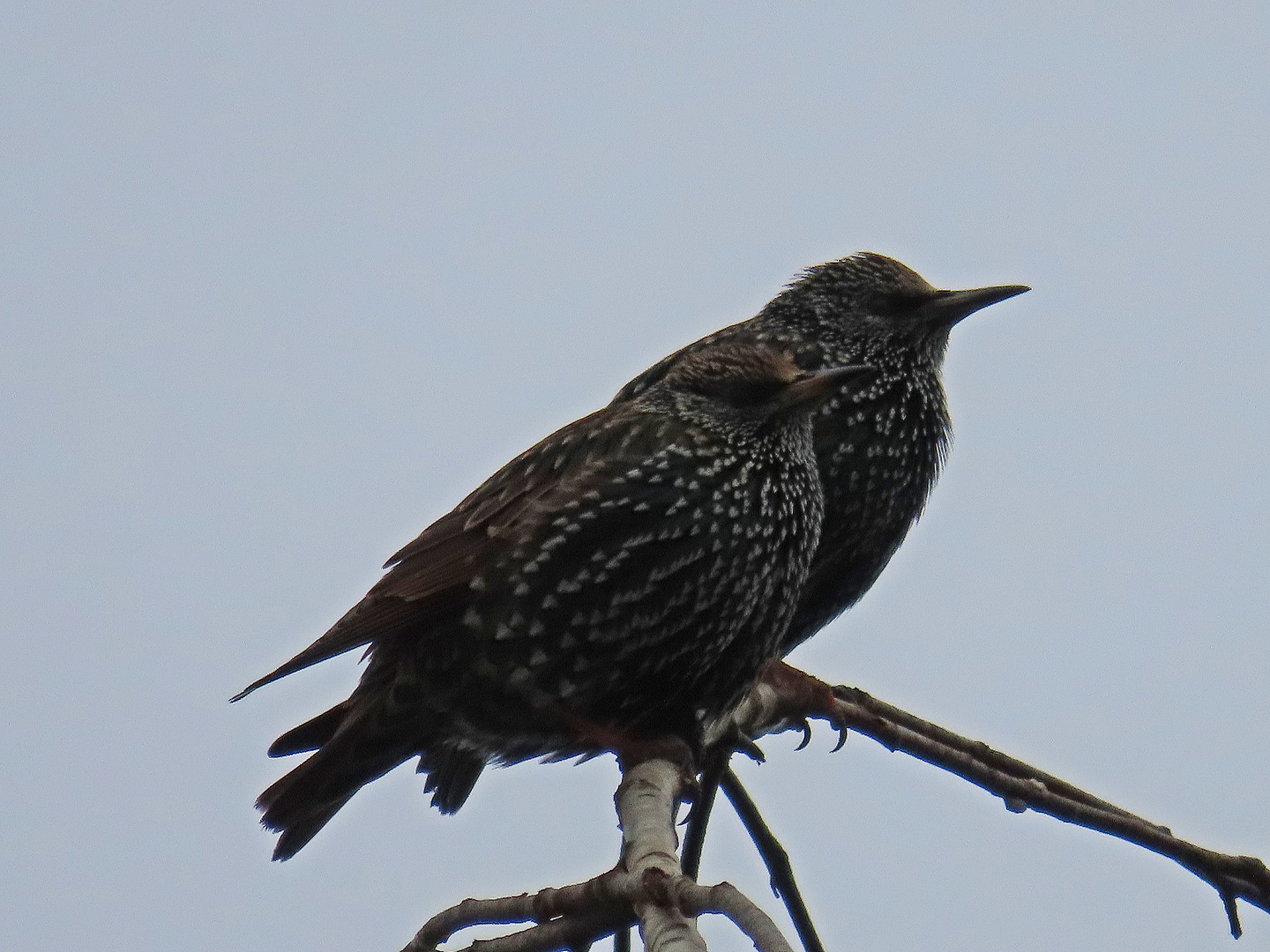 Stare im Winter ohne Schnee.... Foto & Bild | tiere, wildlife, wild ...
