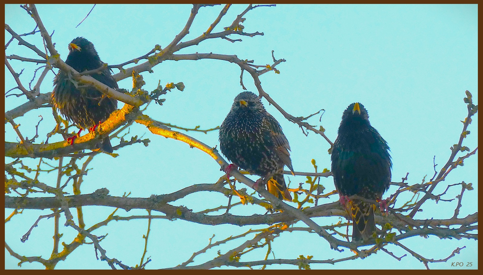 Stare in der Morgensonne Foto & Bild | spezial, natur, tiere Bilder auf ...