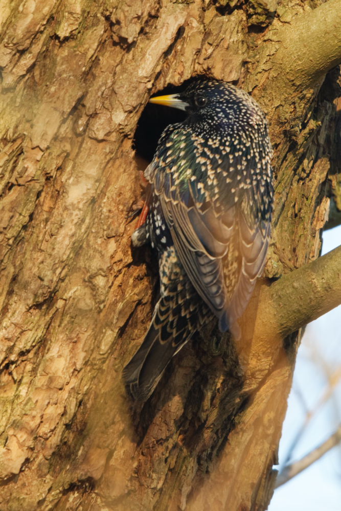 Star.....FrogFoto_2022_03_10_085829_ber Foto & Bild | natur, see, tiere Bilder auf fotocommunity