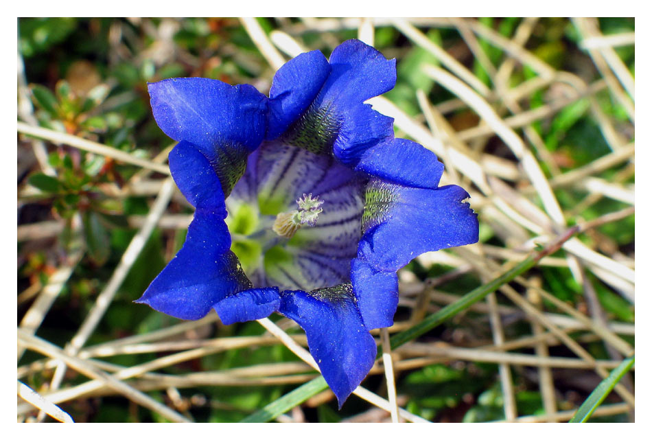 stargate Foto & Bild | pflanzen, pilze & flechten, blüten- & kleinpflanzen, wildpflanzen Bilder ...