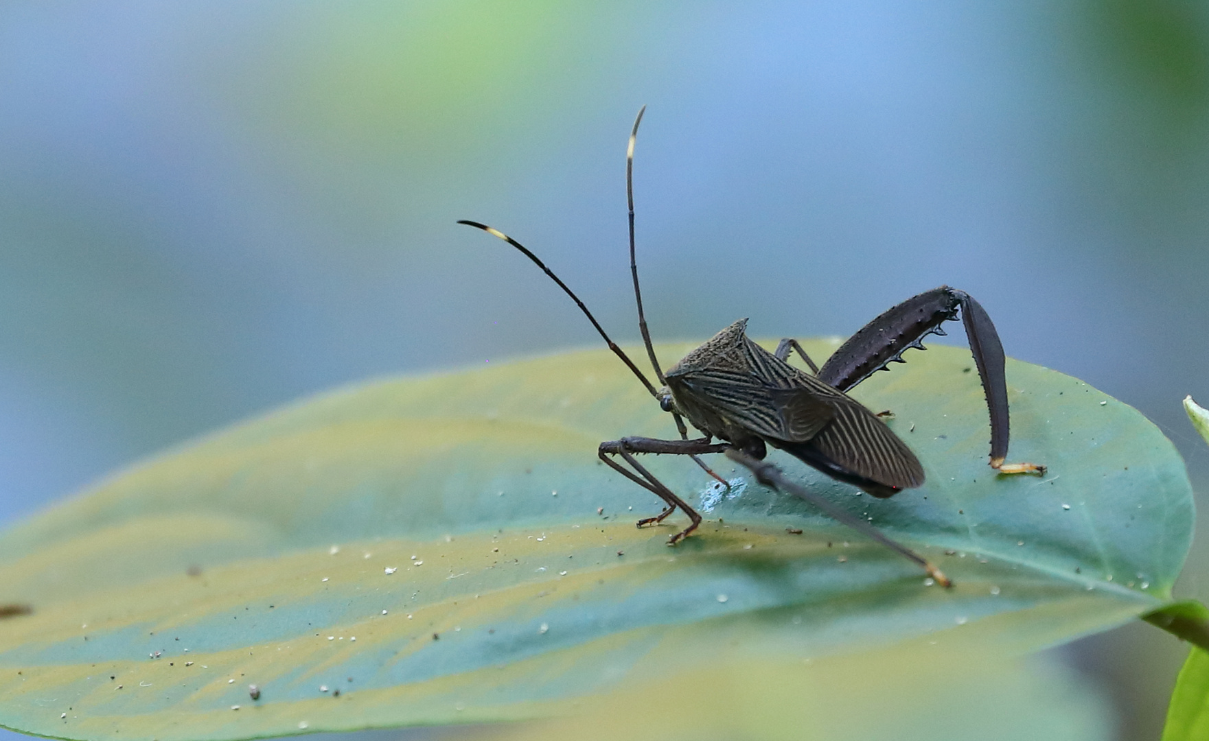 starke Wanze Foto & Bild | natur, insekten, tiere Bilder auf fotocommunity