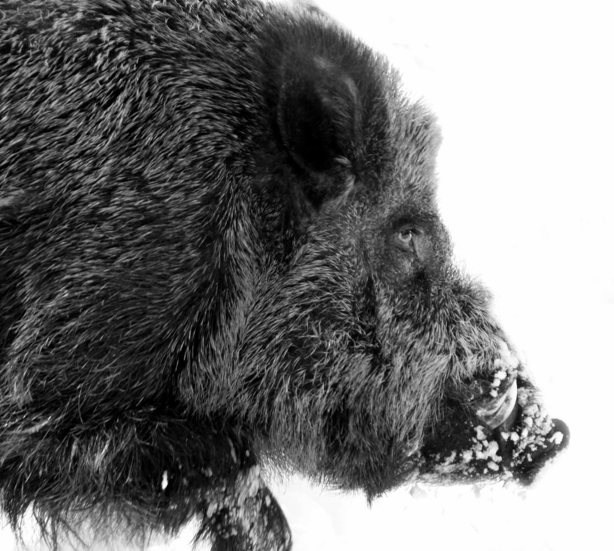 -Starker Keiler... Foto & Bild | tiere, tierdetails, solling-vogler ...