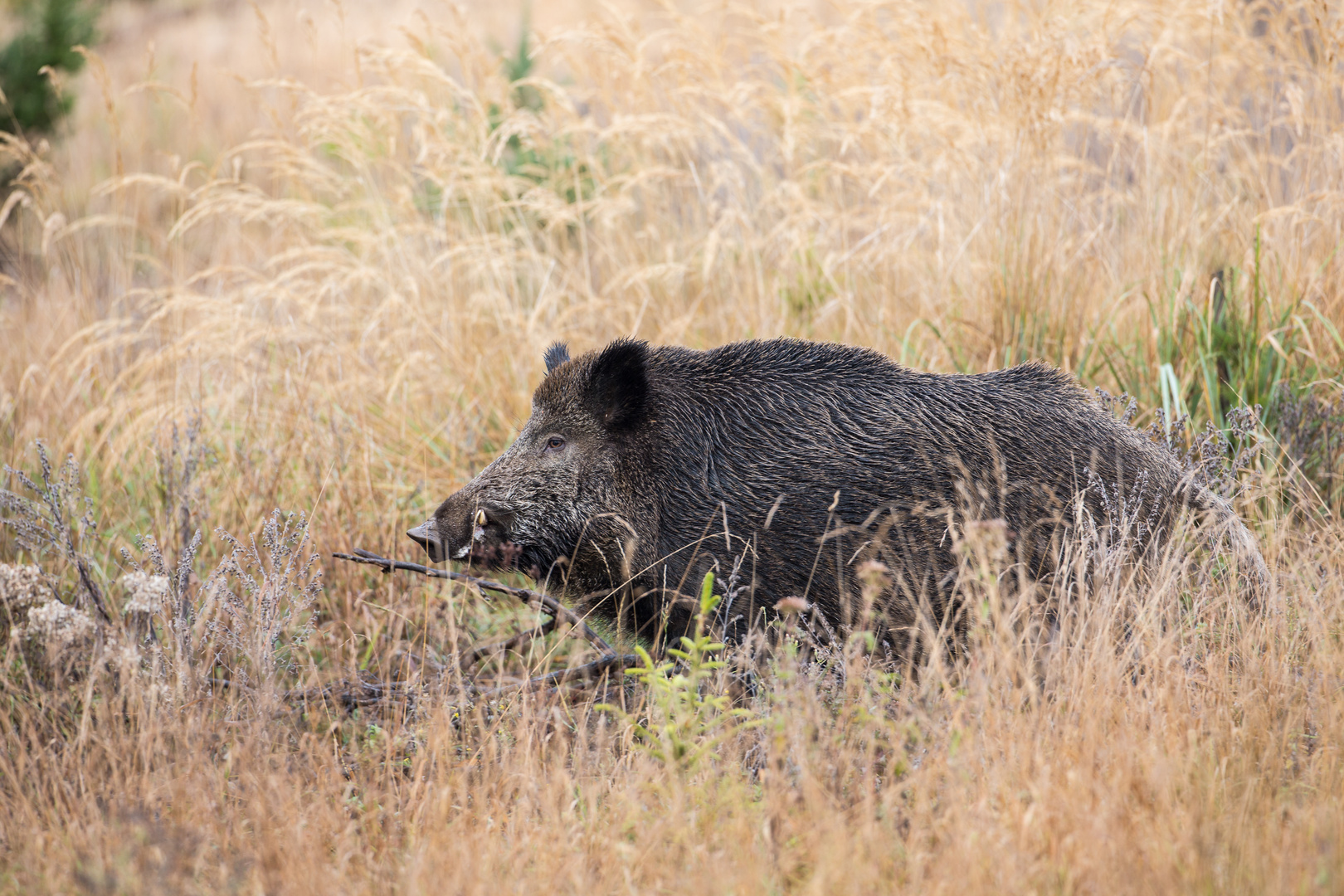 Starker Keiler... Foto & Bild | tiere, wildlife, säugetiere Bilder auf ...
