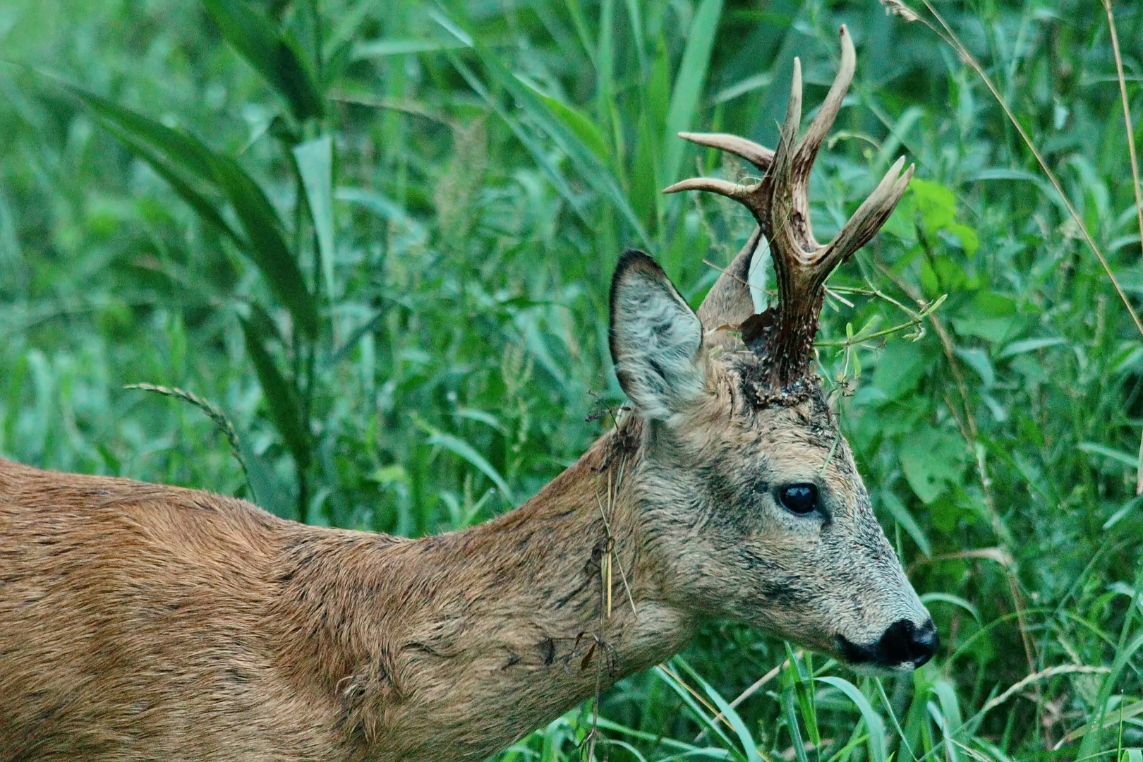 Starker Rehbock 1 Foto & Bild | wiese, natur, tiere Bilder auf ...