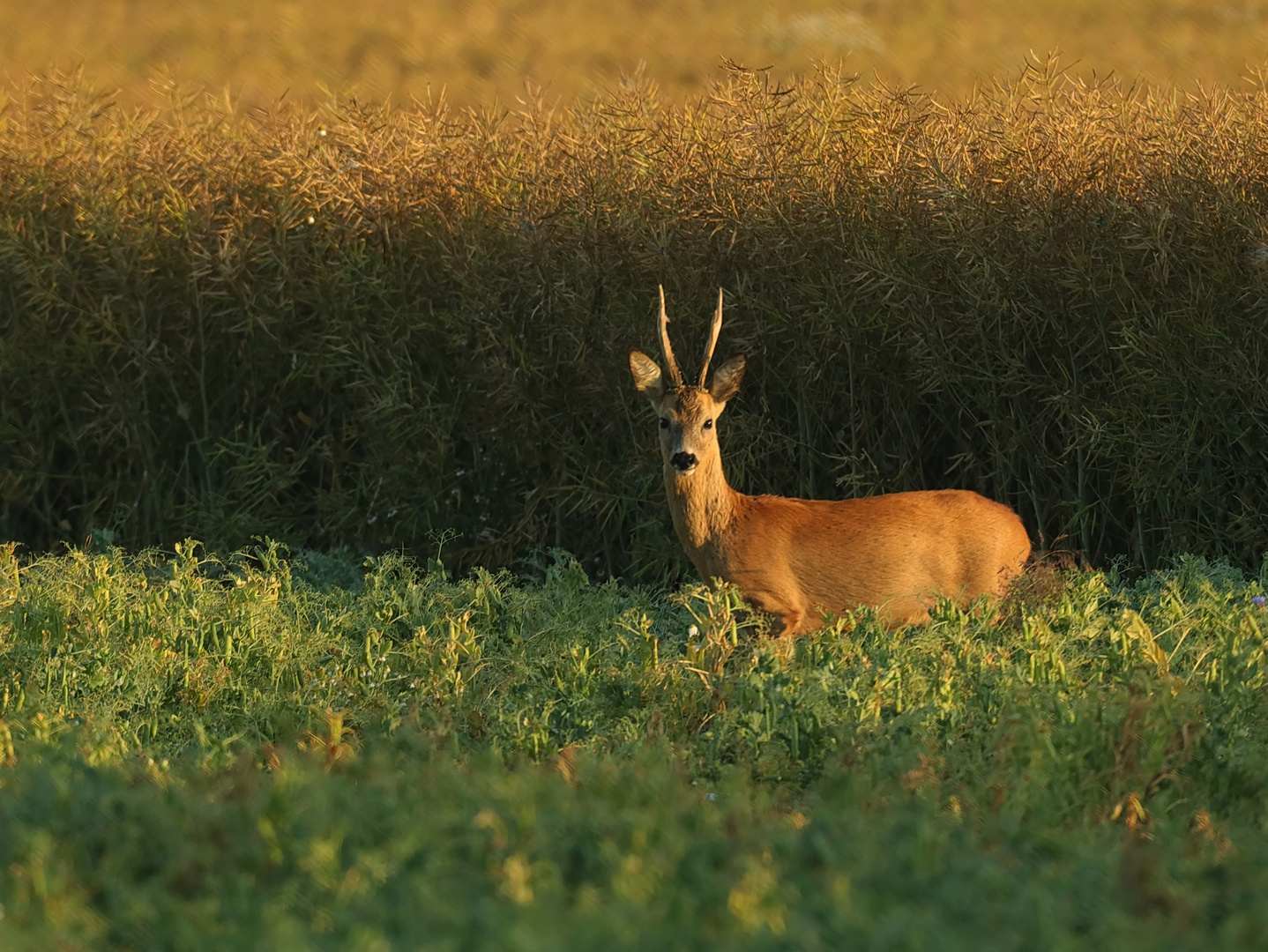 Starker Rehbock Foto & Bild | tiere, wildlife, säugetiere Bilder auf ...