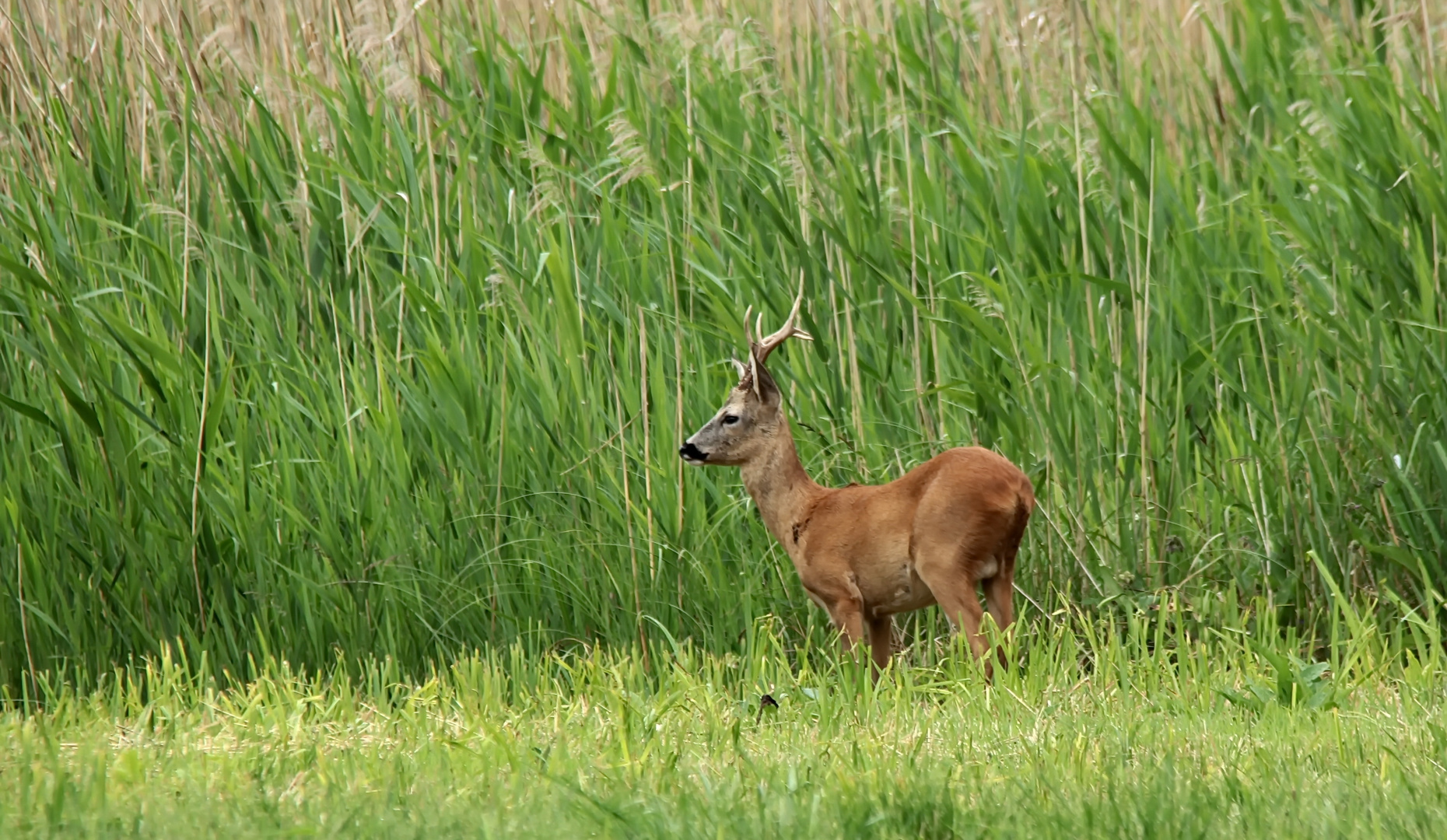 Starker Sechser Foto & Bild | tiere, wildlife, säugetiere Bilder auf ...
