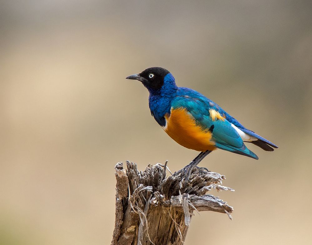Starling Foto & Bild | africa, eastern africa, kenya Bilder auf ...
