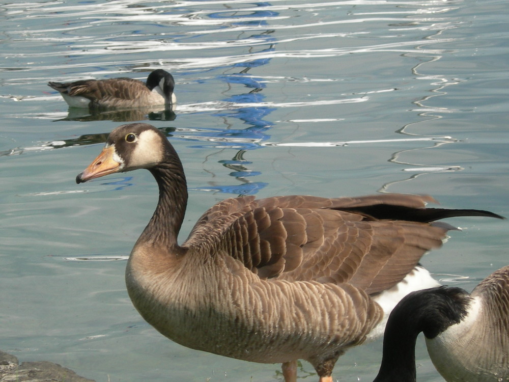 Starnberger Gänse Foto & Bild | tiere, wildlife, wild lebende vögel ...