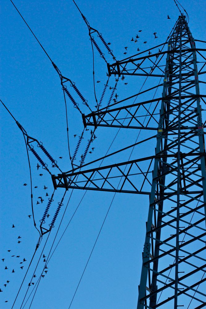 Starnus vulgaris Foto & Bild | reportage dokumentation, tiere, wildlife Bilder auf fotocommunity