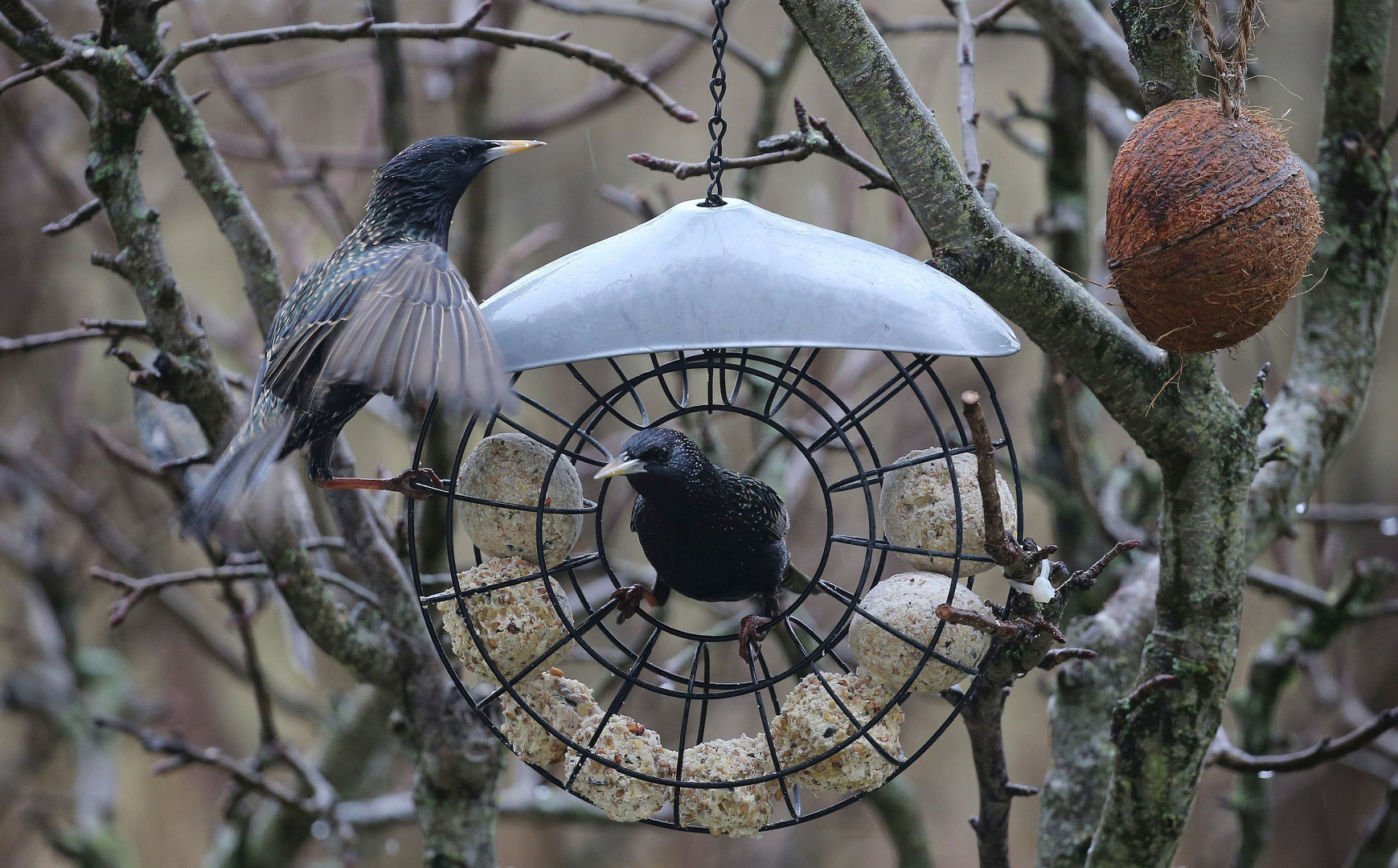 Starre Foto & Bild | tiere, wildlife, wild lebende vögel Bilder auf ...