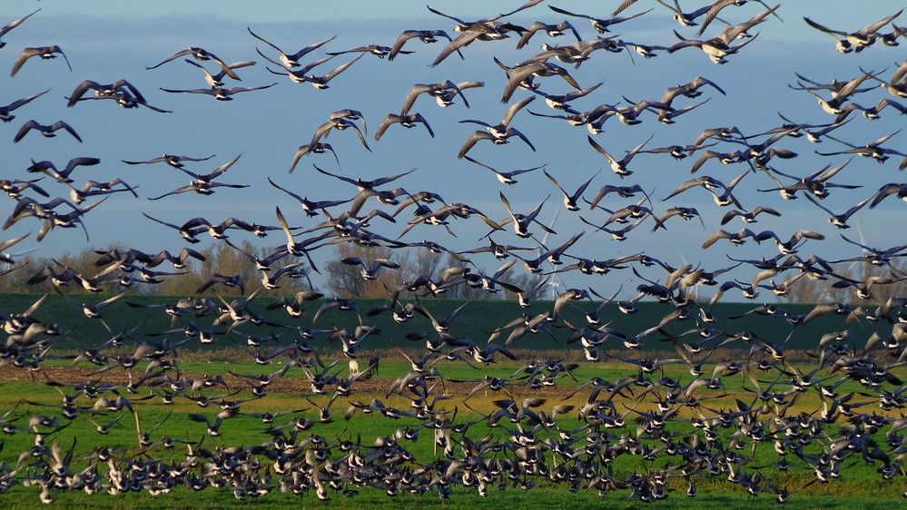 Start der Massen Foto & Bild | tiere, wildlife, wild lebende vögel ...