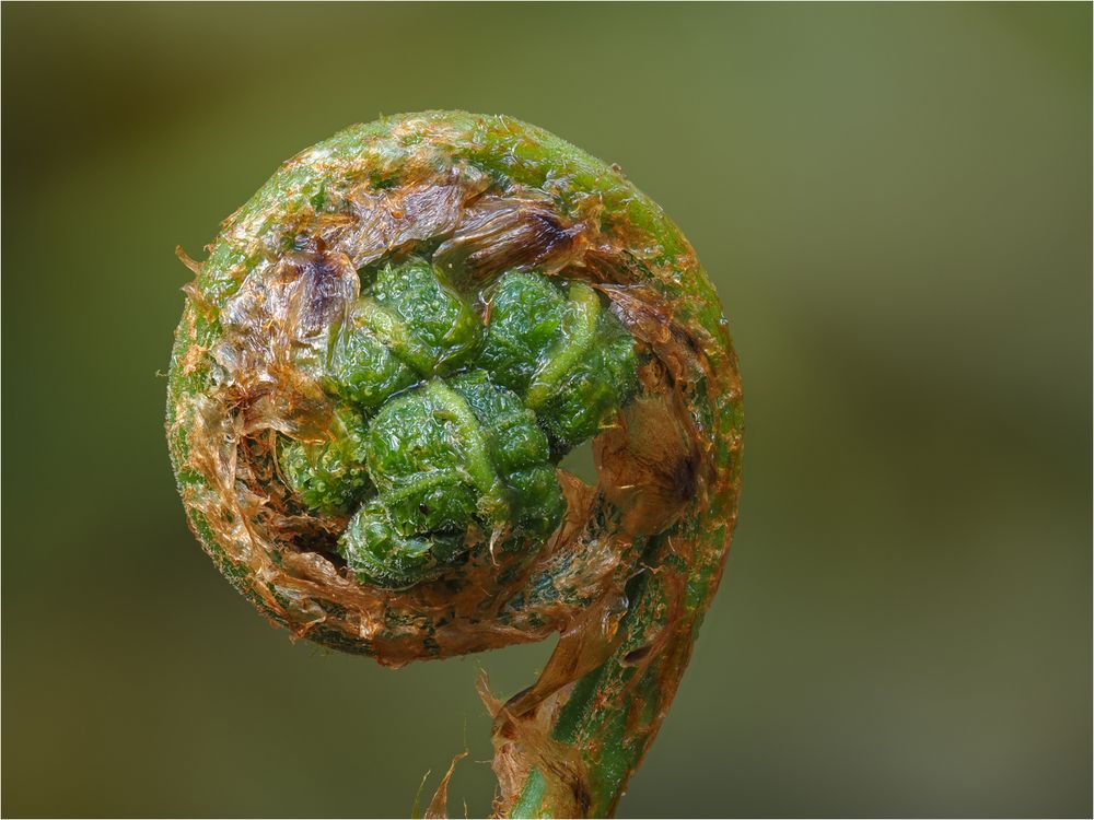Startbereit Foto & Bild | pflanzen, pilze & flechten, natur-makros ...