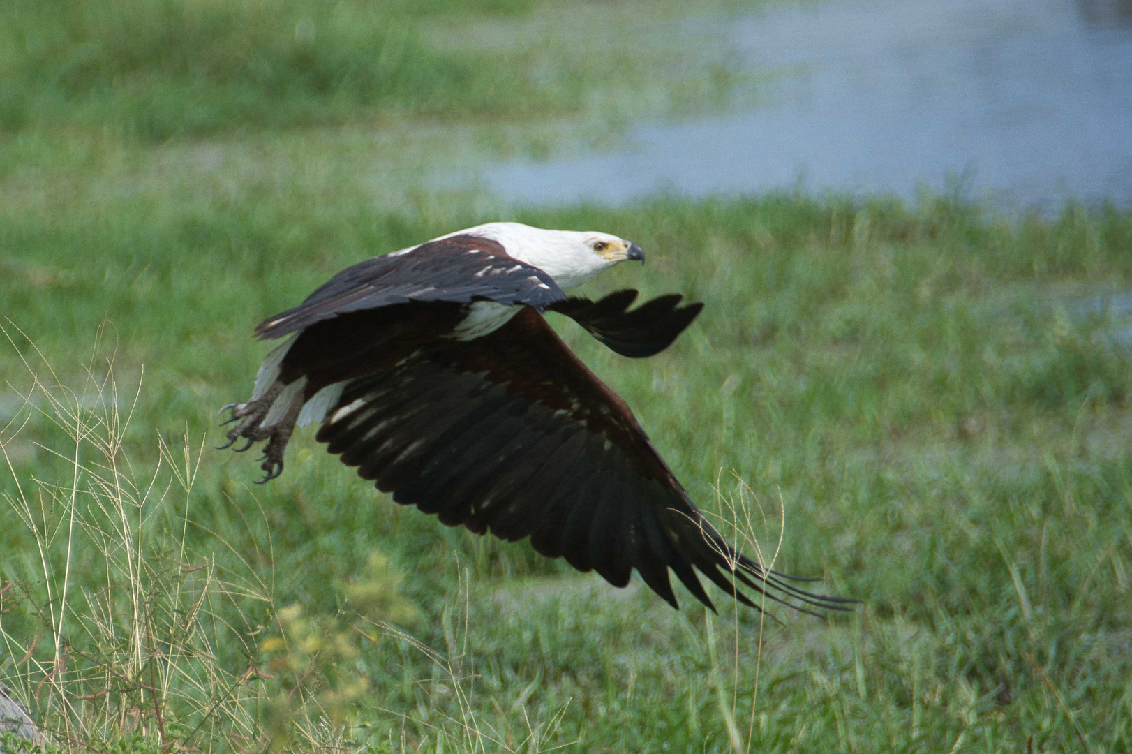 Startender afrikanischer Seeadler Foto & Bild | tiere, wildlife, wild ...