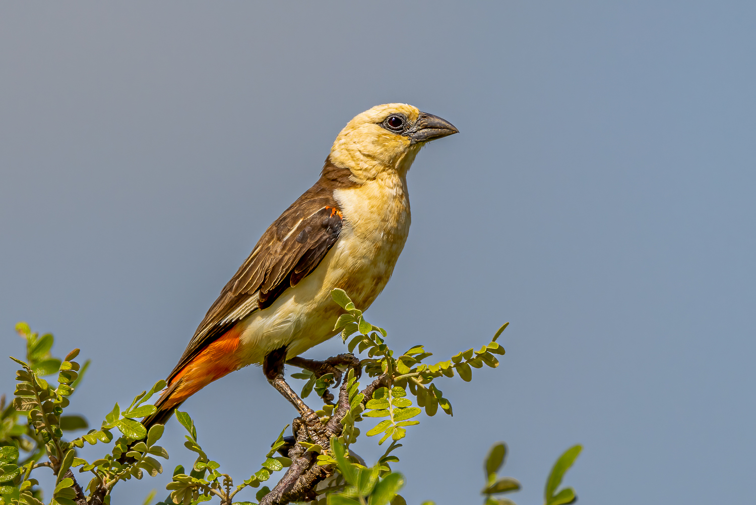 Starweber (White-headed buffalo weaver) Foto & Bild | tiere, wildlife ...