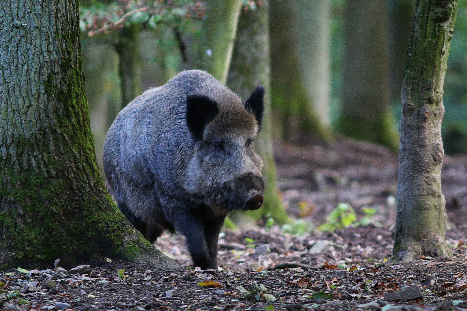 Statt Brunfthirsch ein starker, durchziehende Keiler Foto & Bild ...