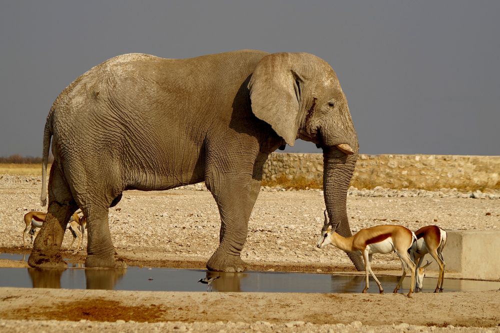 stattlicher Bulle Foto & Bild | africa, southern africa, namibia Bilder ...