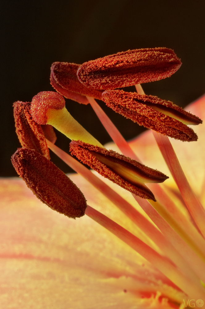 Staubblätter einer Lilie Foto & Bild | pflanzen, pilze & flechten ...