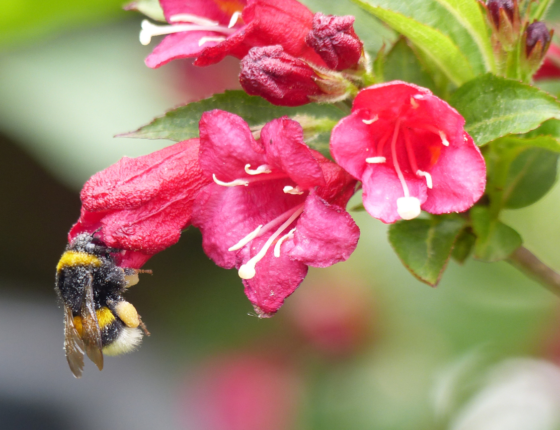 Staubig Foto & Bild | tiere, wildlife, insekten Bilder auf fotocommunity