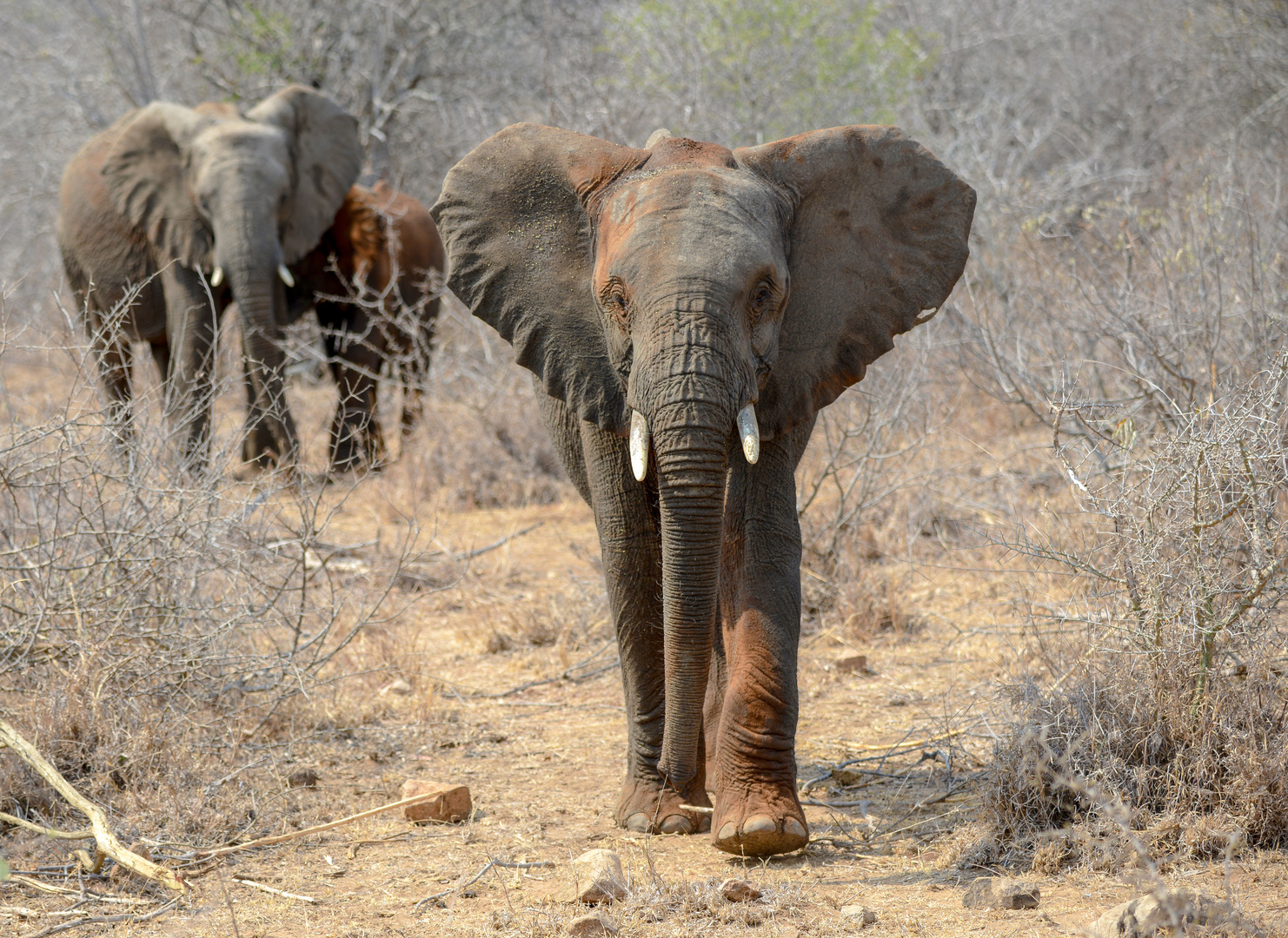 Staubig trocken Foto & Bild | africa, southern africa, south africa ...