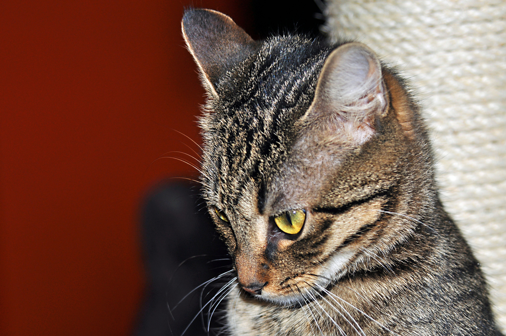 Staunen Foto & Bild | tiere, haustiere, katzen Bilder auf fotocommunity