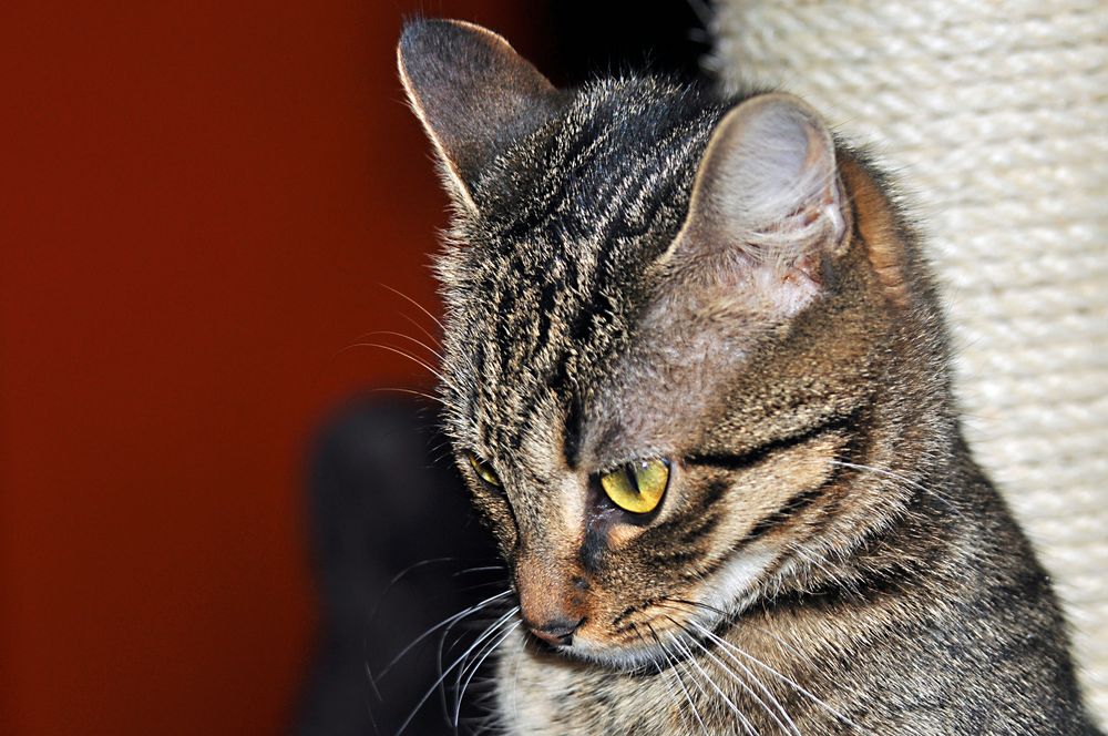 Staunen Foto & Bild | tiere, haustiere, katzen Bilder auf fotocommunity