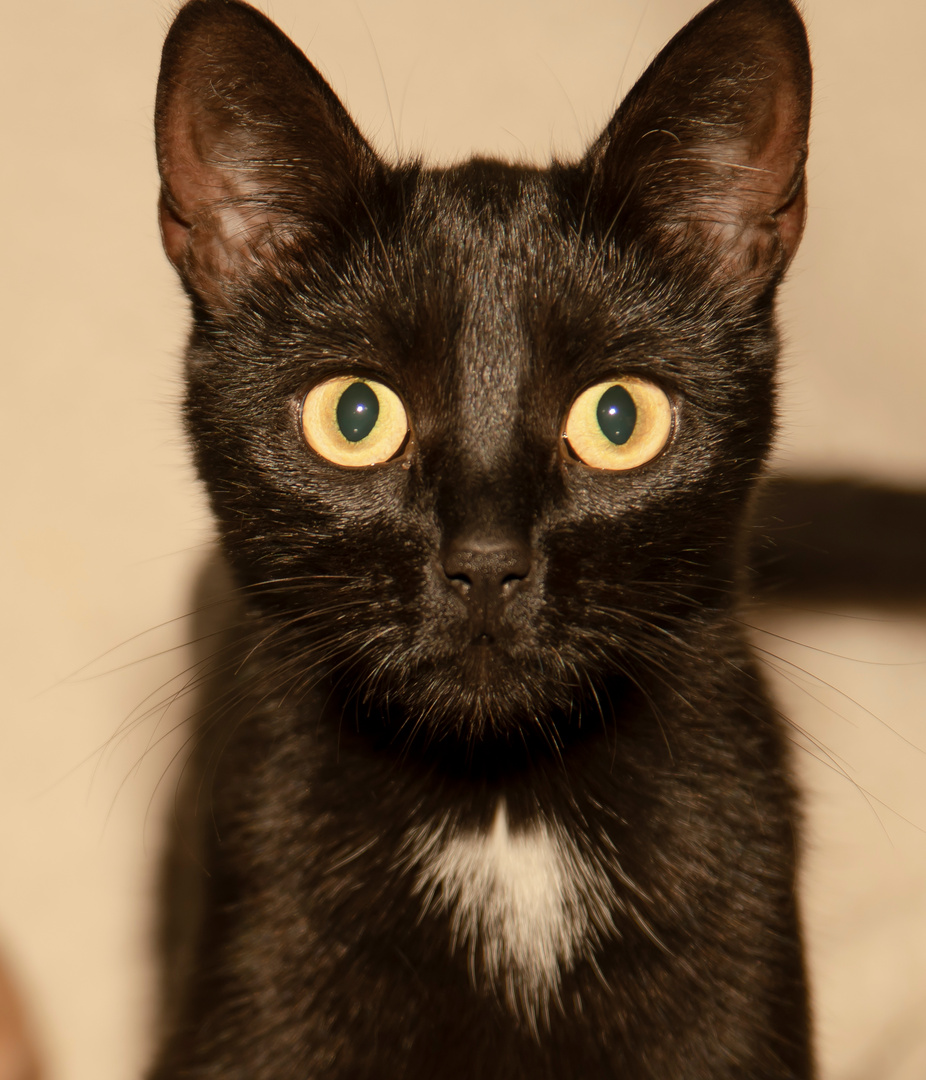 Staunen Foto & Bild | tiere, haustiere, katzen Bilder auf fotocommunity