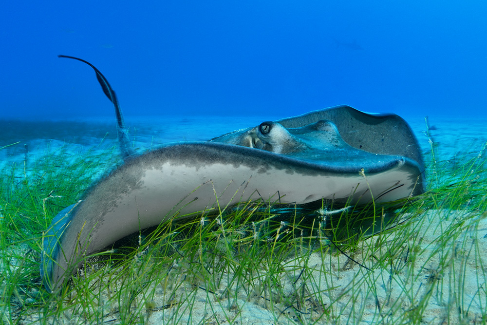 Stechrochen Foto & Bild | unterwasser, uw-salzwasser, natur-kreativ ...