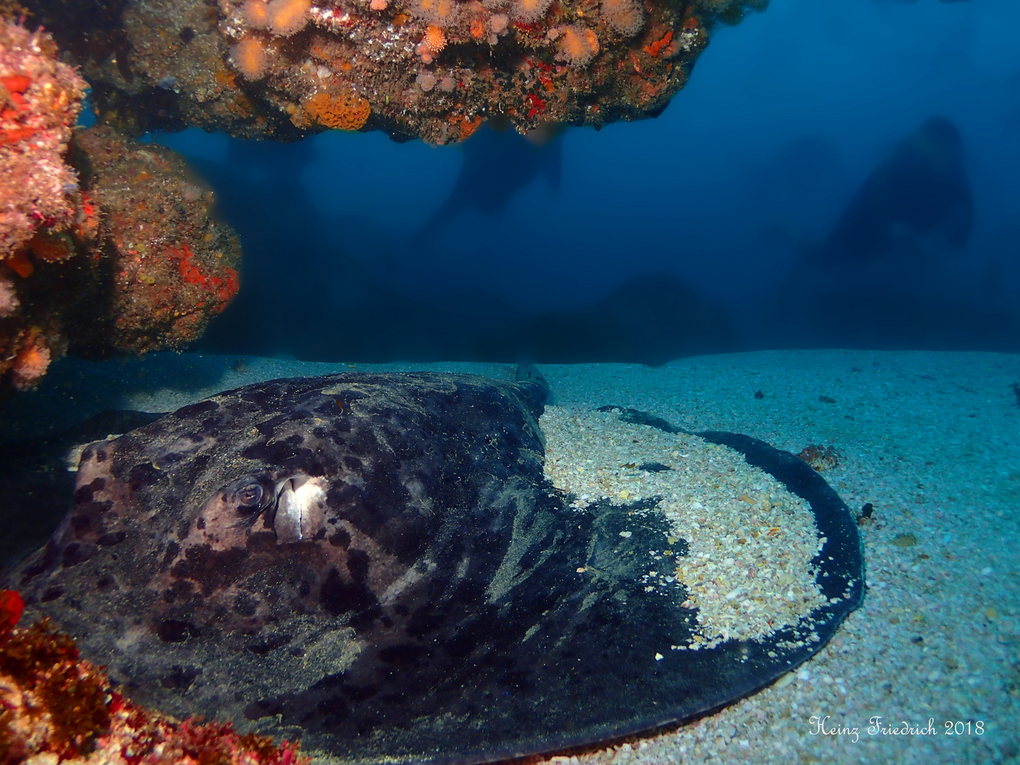 Stechrochen Foto & Bild | tiere, unterwasser, uw-salzwasser Bilder auf ...