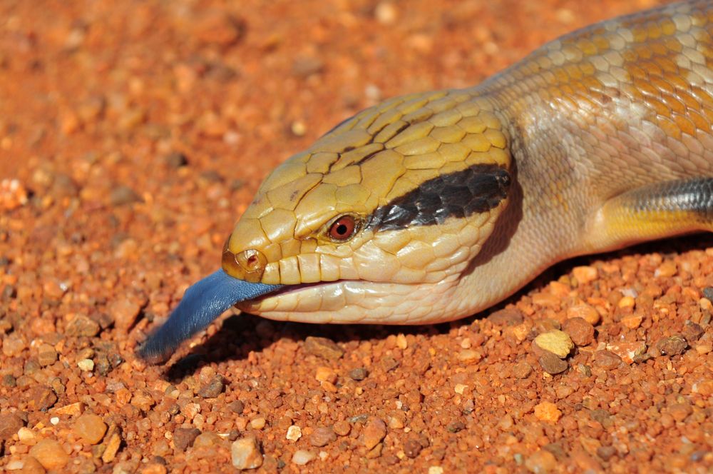 steckt Dir die Zunge raus Foto & Bild | outdoor, tiere, wildlife Bilder ...