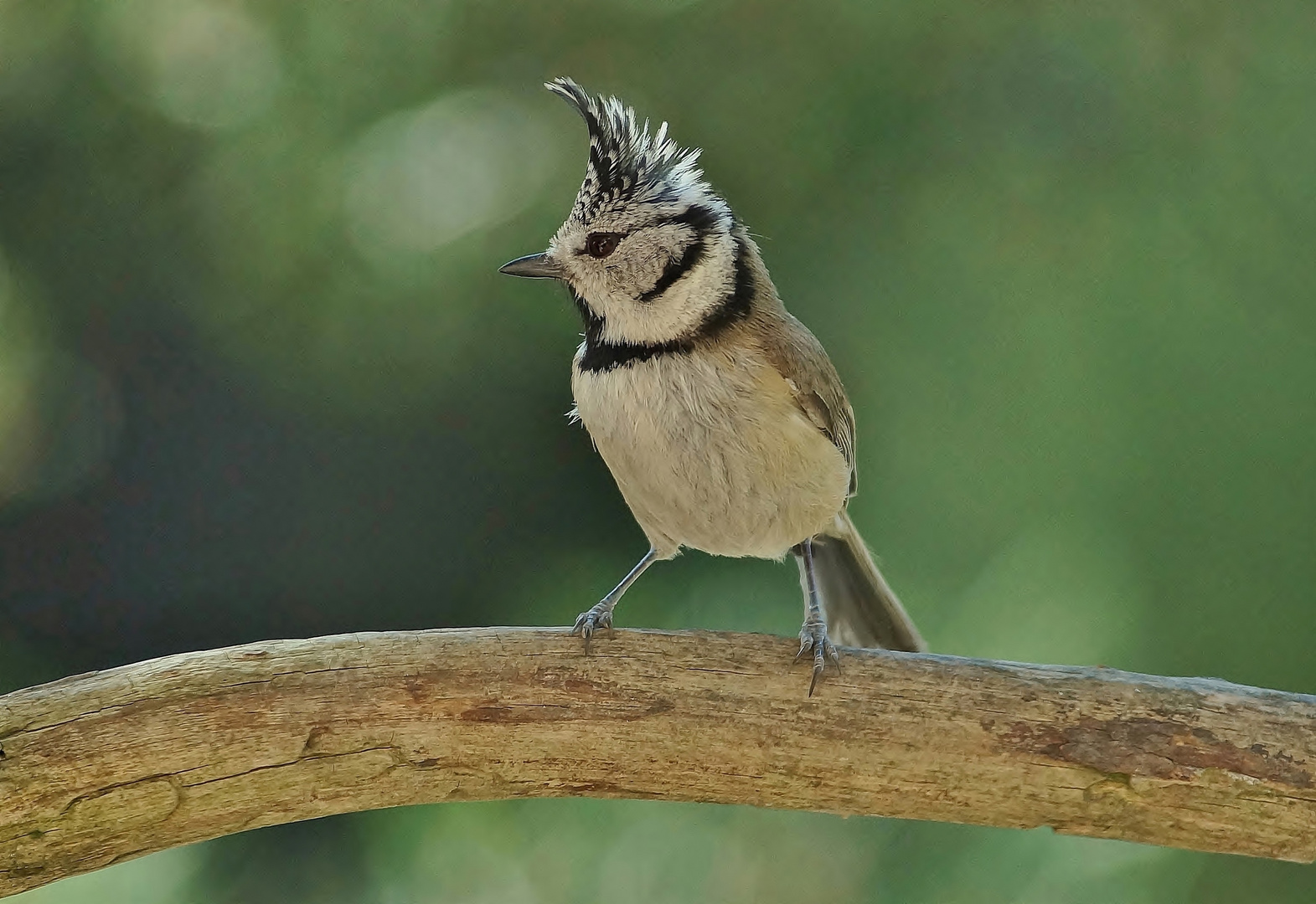 Stehe ich gut so ? Foto & Bild | natur-kreativ, natur Bilder auf ...