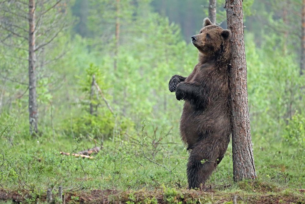 Stehender Braunbär Foto & Bild | europe, scandinavia, finland Bilder ...