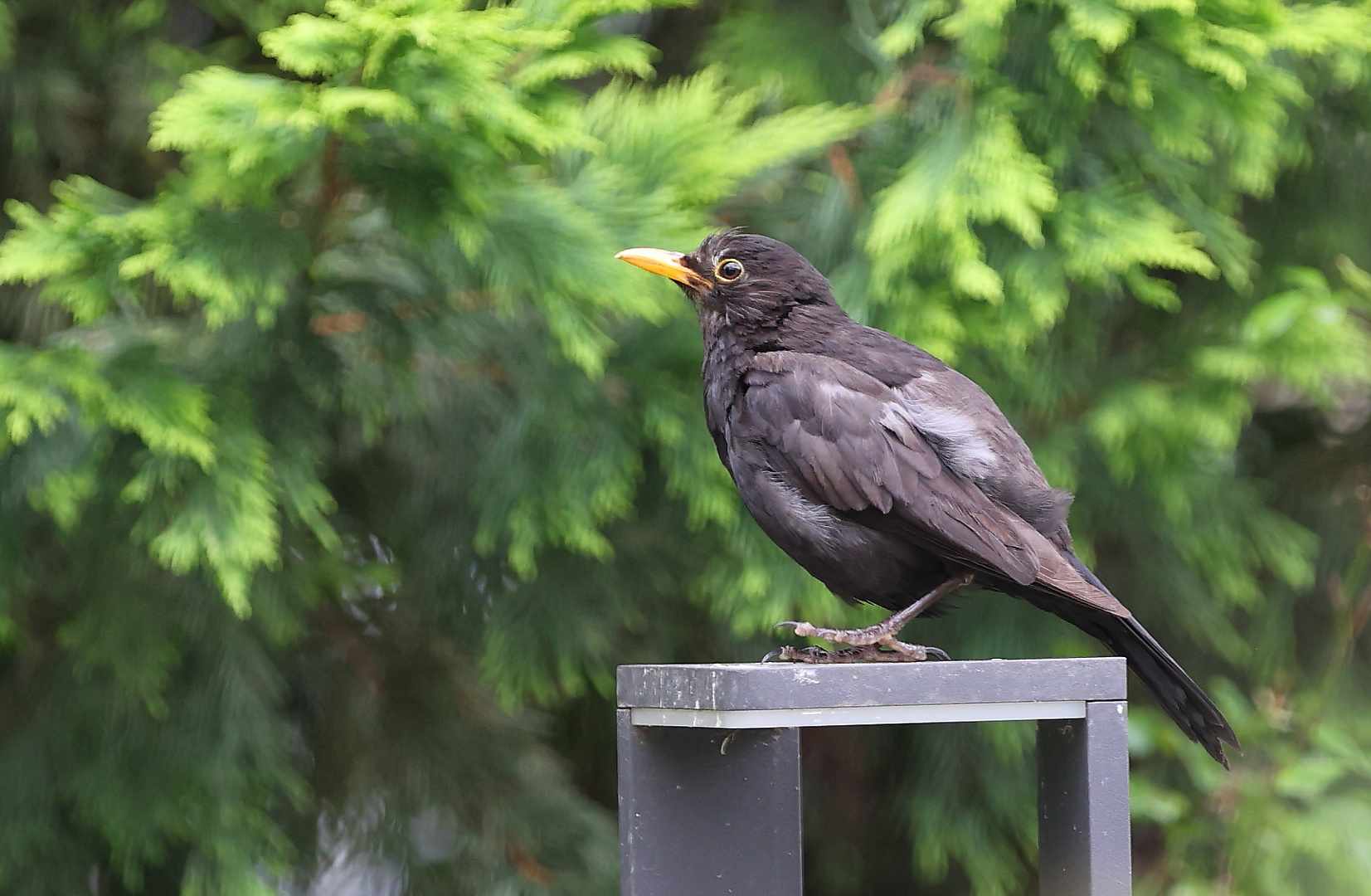 Steife Brise..... Foto & Bild | tiere, wildlife, wild lebende vögel ...