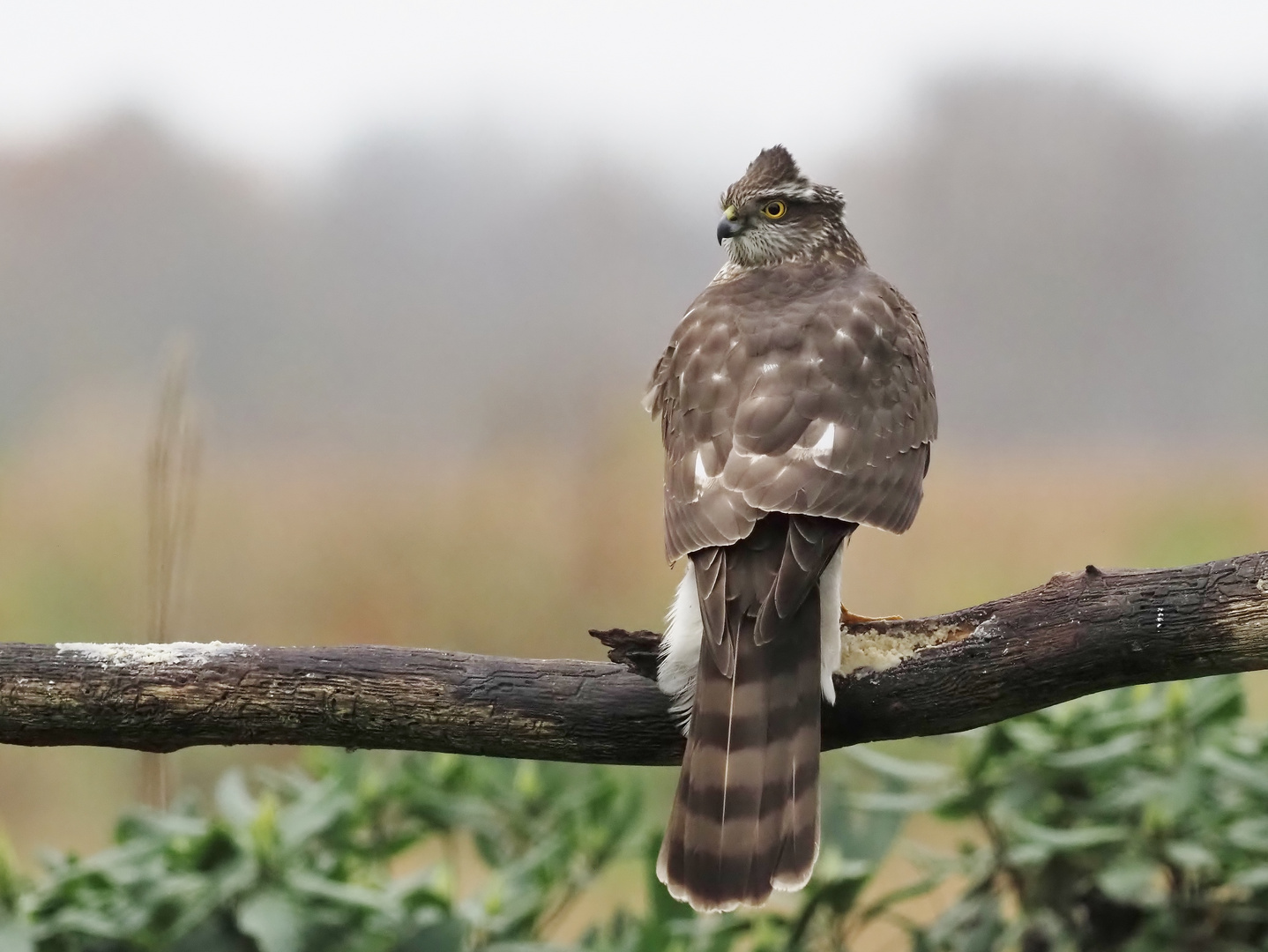 "Steife Brise" Foto & Bild | tiere, wildlife, wild lebende vögel Bilder ...