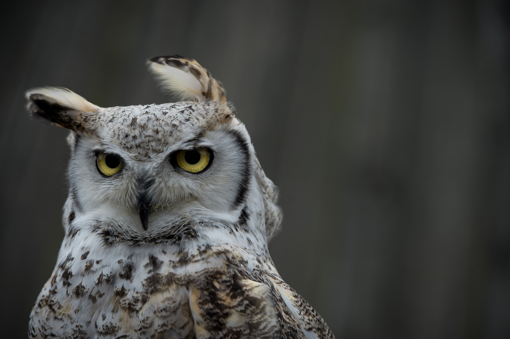 Steife Brise Foto & Bild | tiere, zoo, wildpark & falknerei, vögel ...