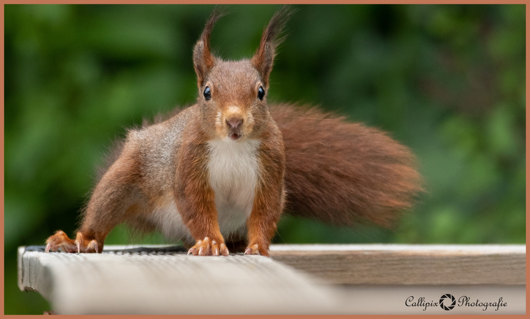 Steife Brise Foto & Bild | tiere, wildlife, säugetiere Bilder auf ...
