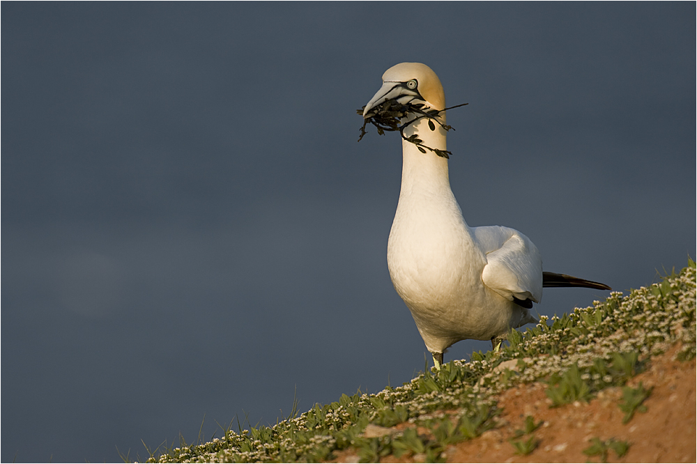 Steife Brise... Foto & Bild | deutschland, europe, schleswig- holstein ...