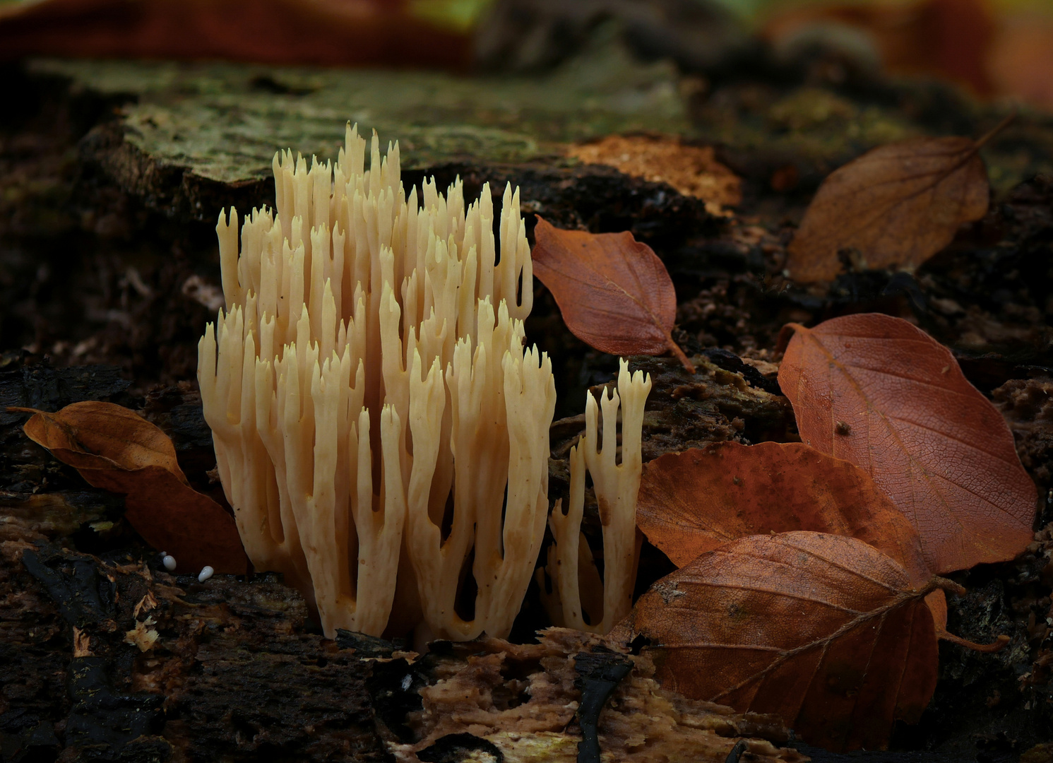Steife Koralle Foto & Bild | wald, makro, natur Bilder auf fotocommunity