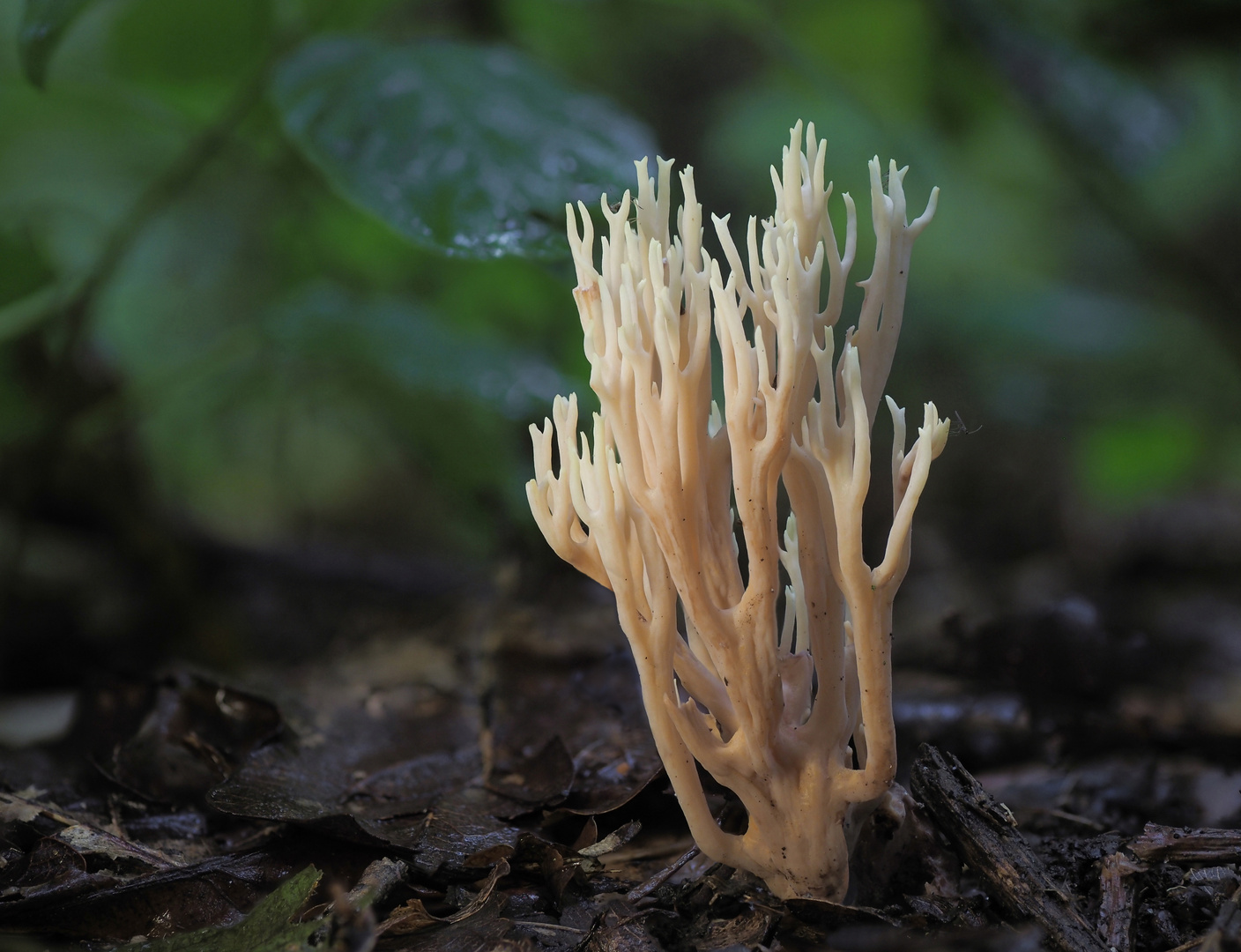Steife Koralle Foto & Bild | wald, makro, herbst Bilder auf fotocommunity