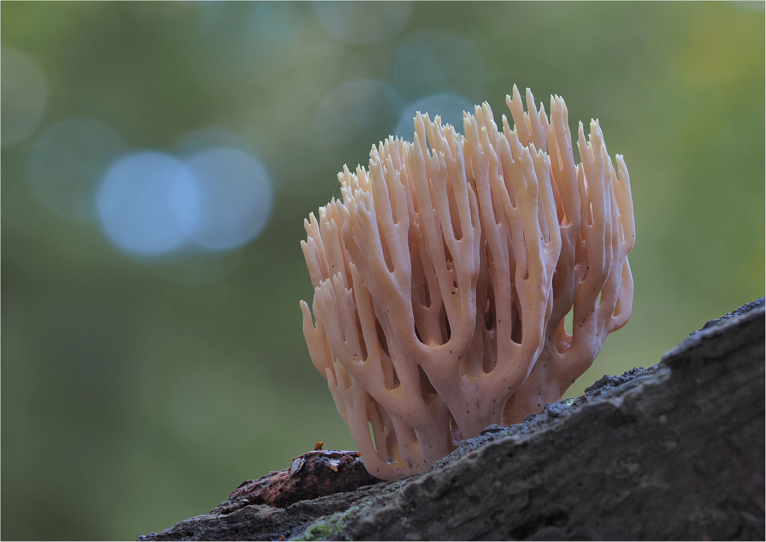 Steife Koralle Foto & Bild | natur, herbst, nahaufnahme Bilder auf ...