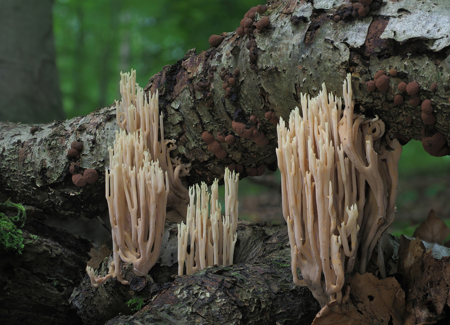 Steife Koralle Foto & Bild | wald, sommer, makro Bilder auf fotocommunity