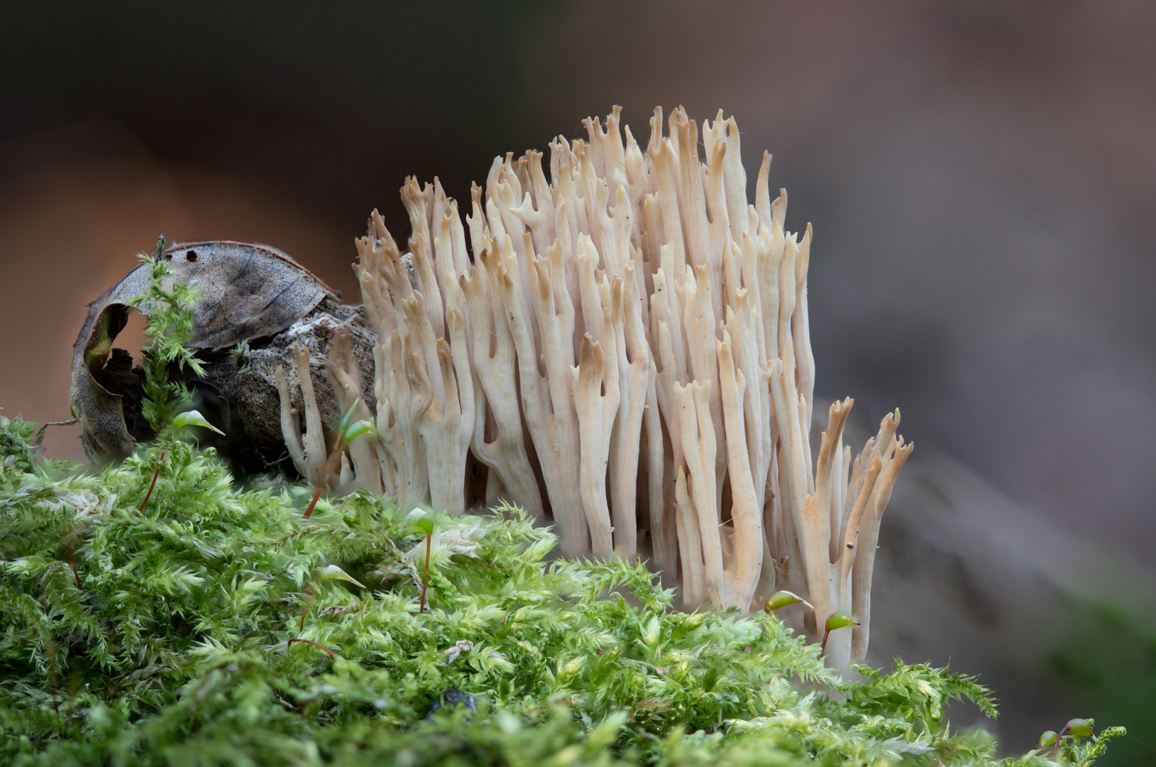 Steife Koralle Foto & Bild | fotos, natur, pflanzen Bilder auf ...