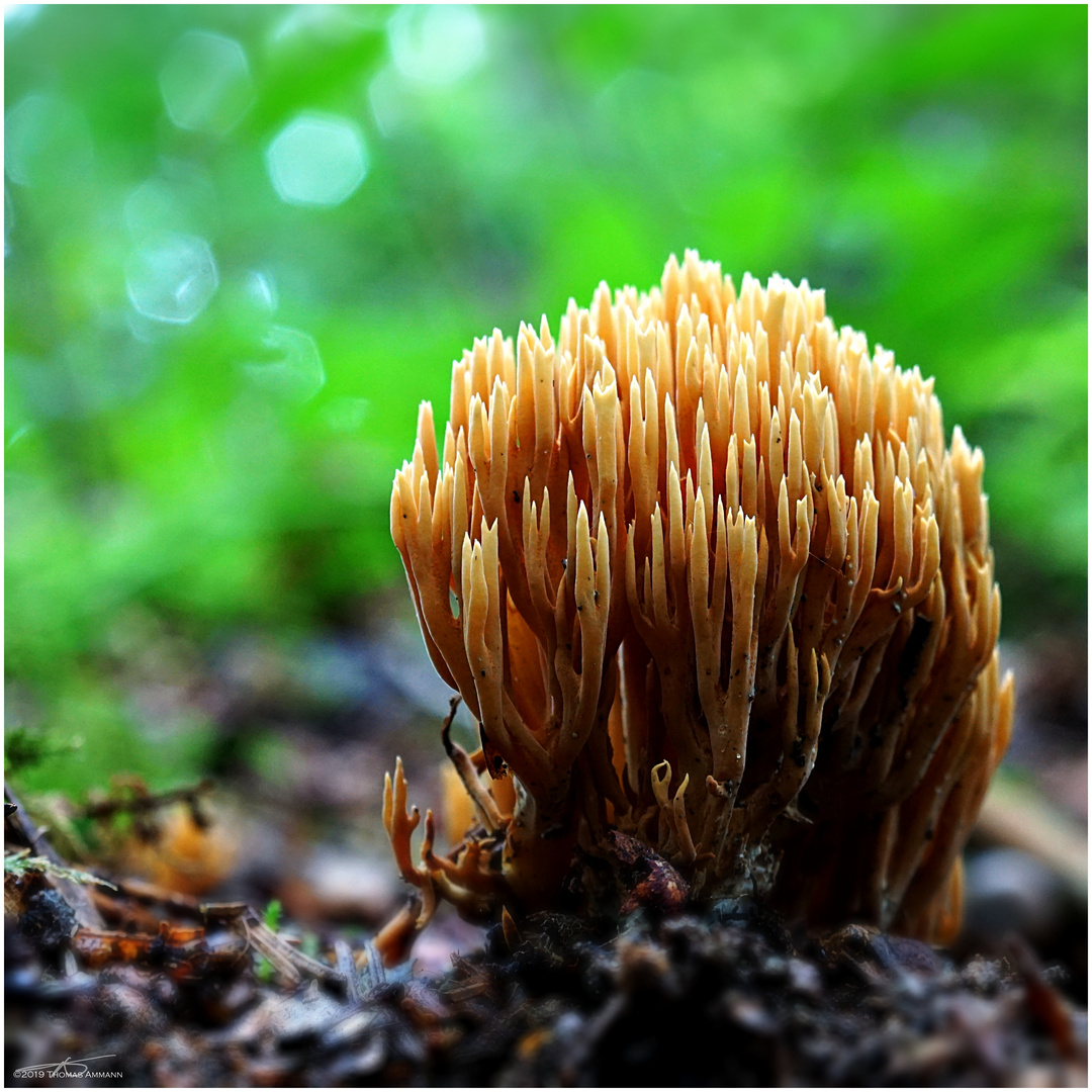 Steife Koralle... Foto & Bild | nah- & makro, pflanzen, pilze ...