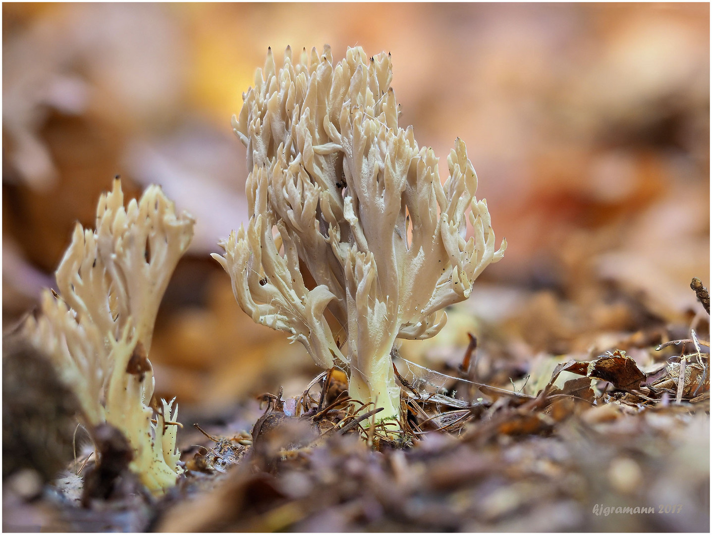 steife koralle (ramaria stricta)..... Foto & Bild | makro, natur ...
