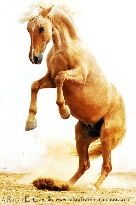 steigender Berberhengst Foto & Bild | tiere, haustiere, pferde, esel ...