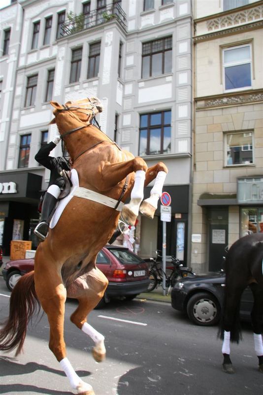 Steigendes Pferd Foto & Bild | tiere, tier und mensch, natur Bilder auf ...