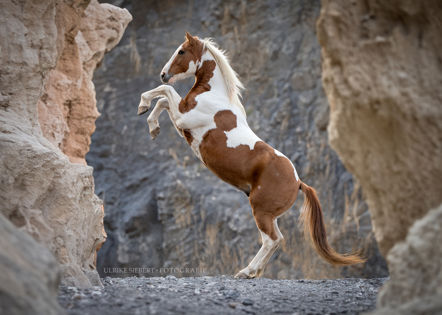 Steigendes Pferd im Steinbruch Foto & Bild | tiere, haustiere, fotos Bilder auf fotocommunity